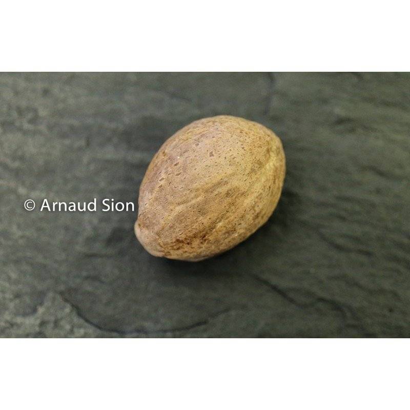 Noix de Muscade - Brésil et Indonésie 2025 - Achat, Vente, Recette avec ...