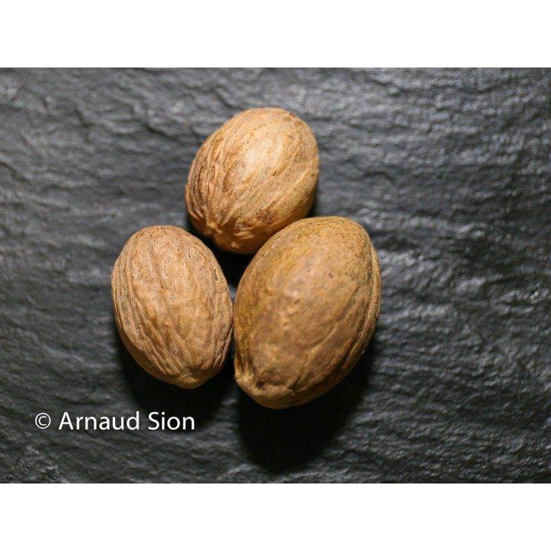 Noix de Muscade - Achat, Vente, Recette avec la muscade - Abaçai