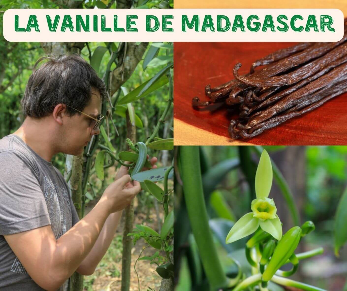 Quelles Variétés De Vanille Choisir ? en 2025 - Abaçai