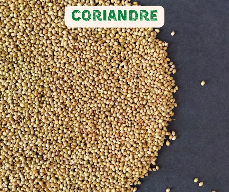 Coriandre - Graine et Poudre - Achat, Recettes et Conseils - Abaçai