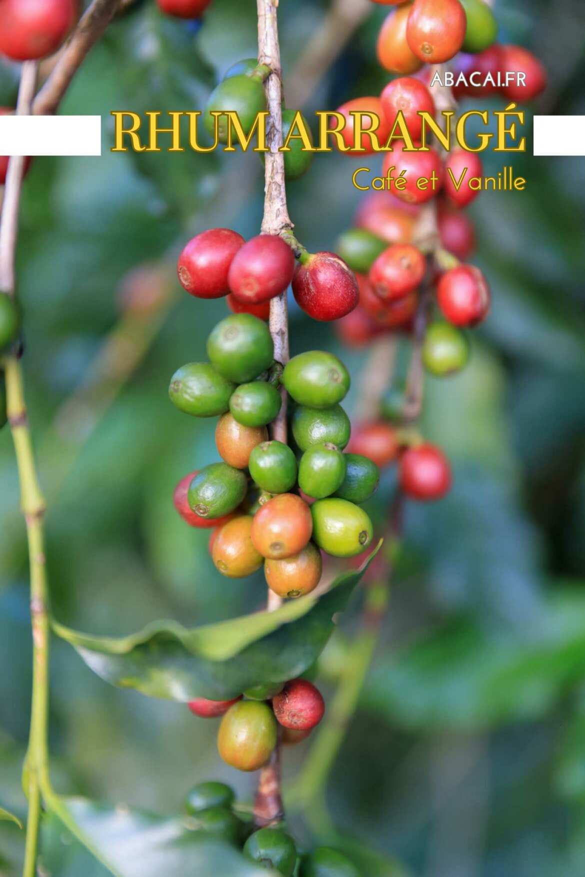 Rhum Arrangé Café et Vanille 2025 - Abaçai